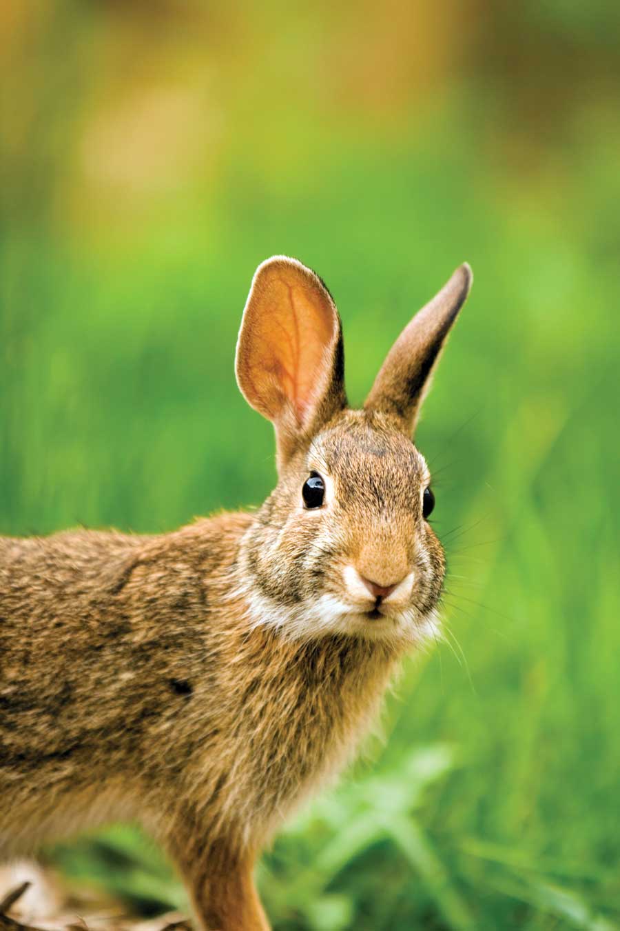 Rabbit Facts That Will Pique Your Interest - Grit